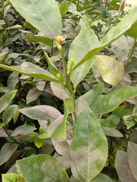 Navi Meyer limon ko‘chatlari