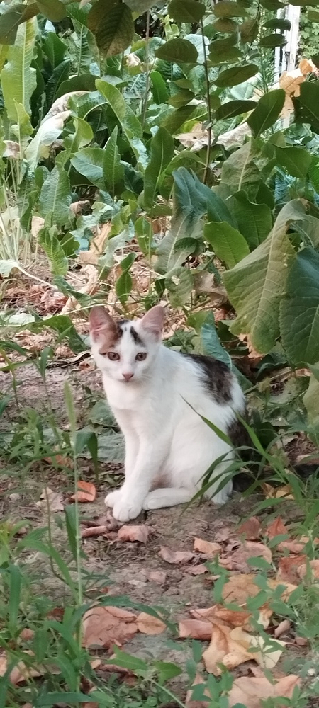 Отдадим домашнего породистого кота, в добрые руки.  Пришел к нам во дв