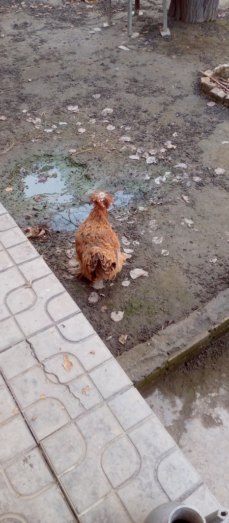 Сотилади япончалар