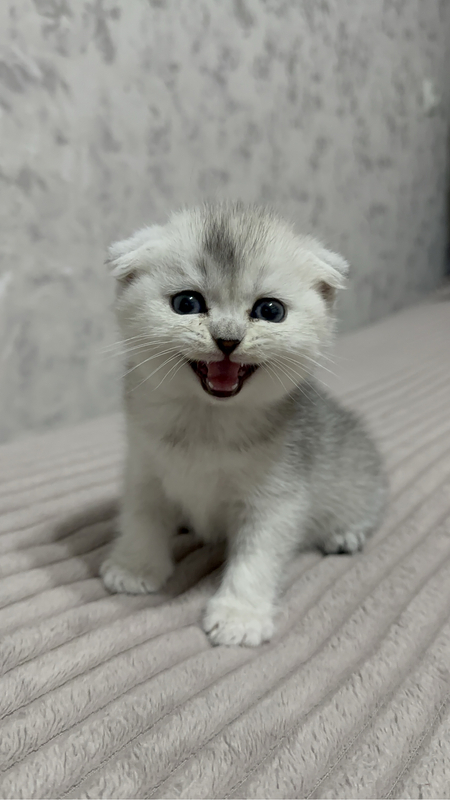 Продается котята