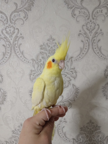 Продаются корелла ручные