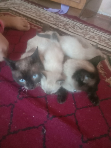 Таза Сямский пышык баллары сатылады 2 айлык аухат жийди  бала 1 дана