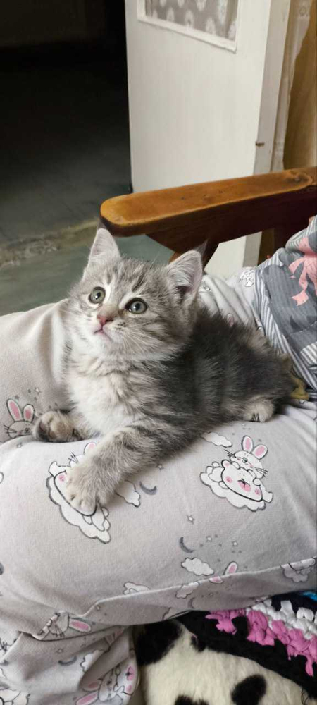 Пристраивается котёнок