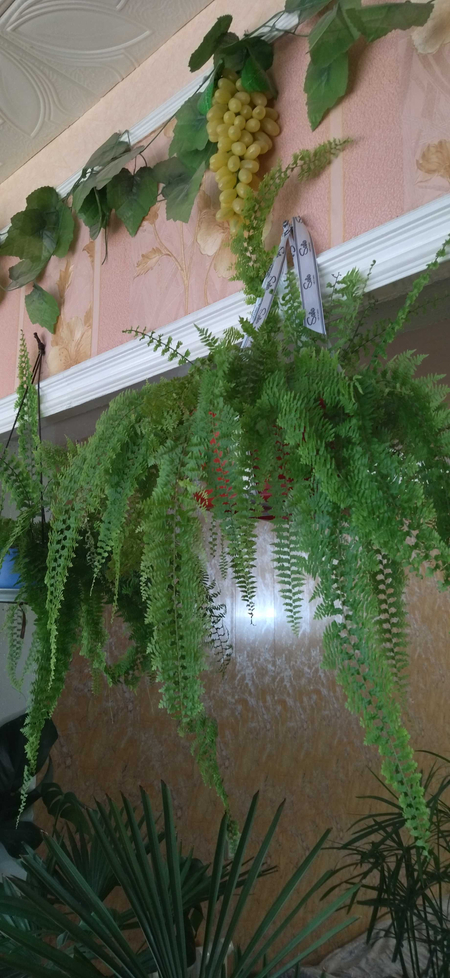 Пальмы,Папоротники Фикусы,Педилантус, Амазонская Лилия...