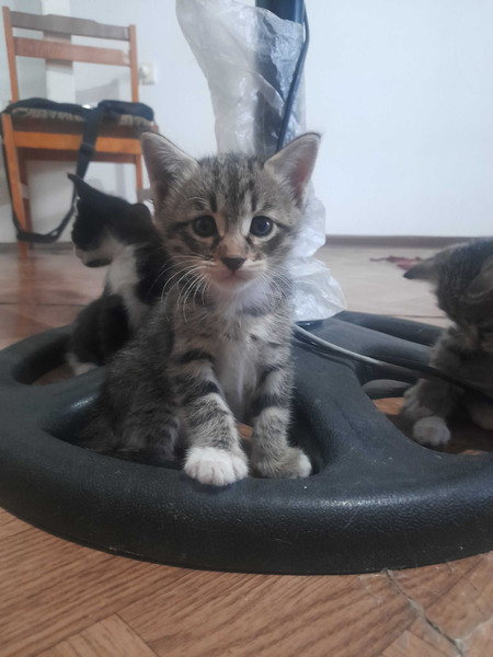 Котята ищут доброго хозяина