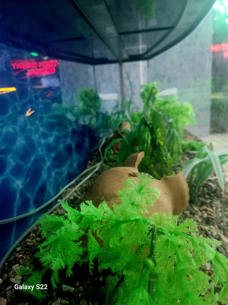 AKVARIUM  1.80 sm 1.30 sm  xolati zur ..