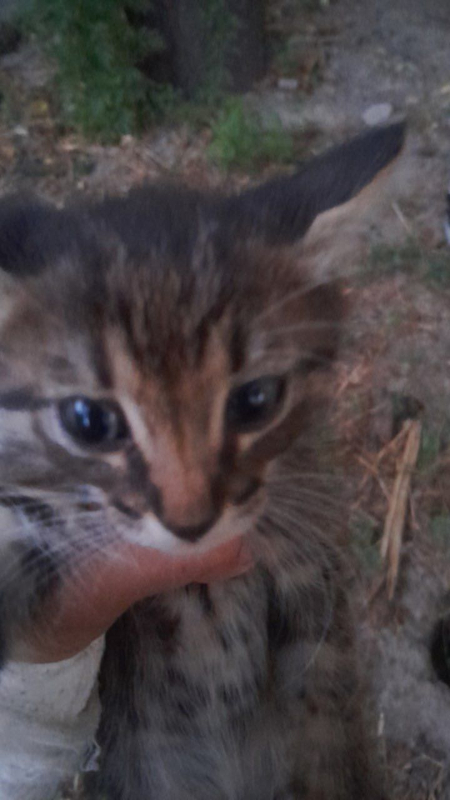 Бесплатно котики в хорошие руки
