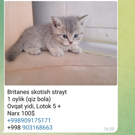 Zotdor mushuklar sotiladi aqilli va chiroyli mushuklar.