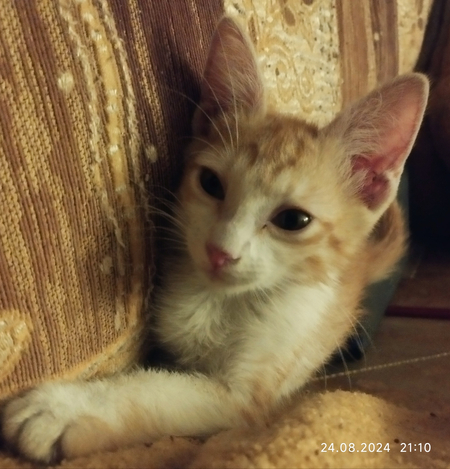 Хорошенький, рыжий котенок