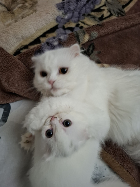 Продаётся котёнок Скотиш Фолд