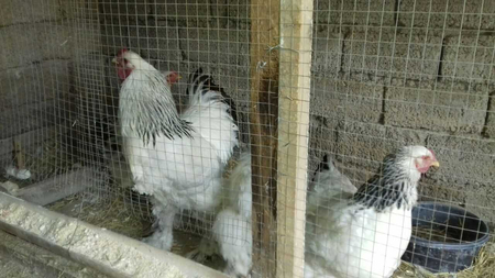 Brama porodali tuxmlari oq va qora rang Яицо порода брама белый черный