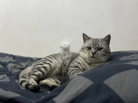 Продаётся кошка, мальчик 1,5 годик