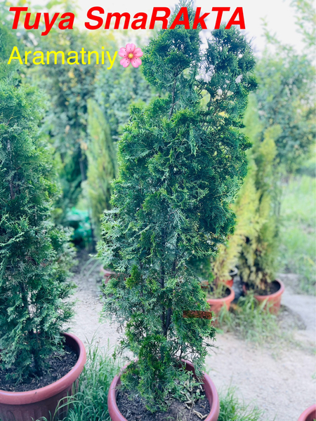 Manzarali darxtlar archa kochatlar