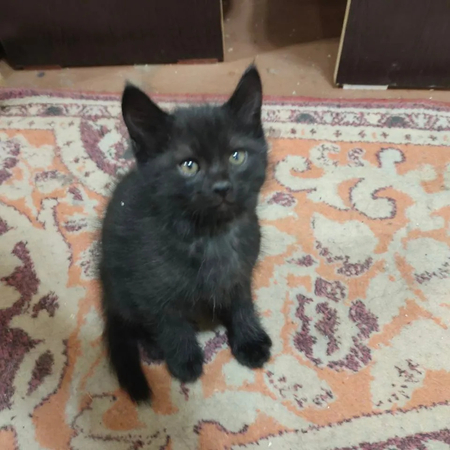 Котята породистые