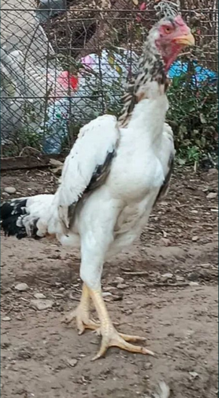 Dakan tovuq sotiladi