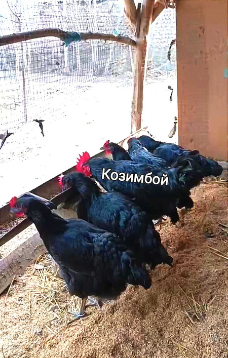 Qora Shaxzoda gigant