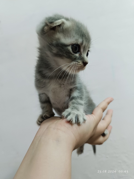 Продаются котята срочно