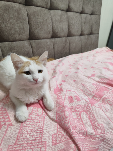 Срочно пристроить котика