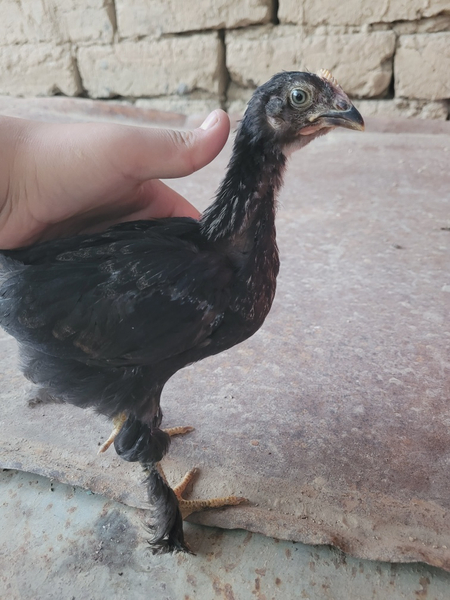Kurk tovuq sotiladi 3ta jojasi bilan