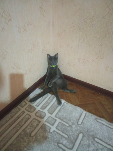 Британцы чистокровные