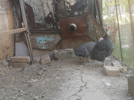 Sisarka (murg\\\'imarjon) sotiladi