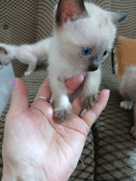 Котята брашики готовятся к продаже