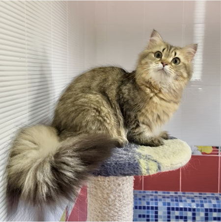 Британский котик