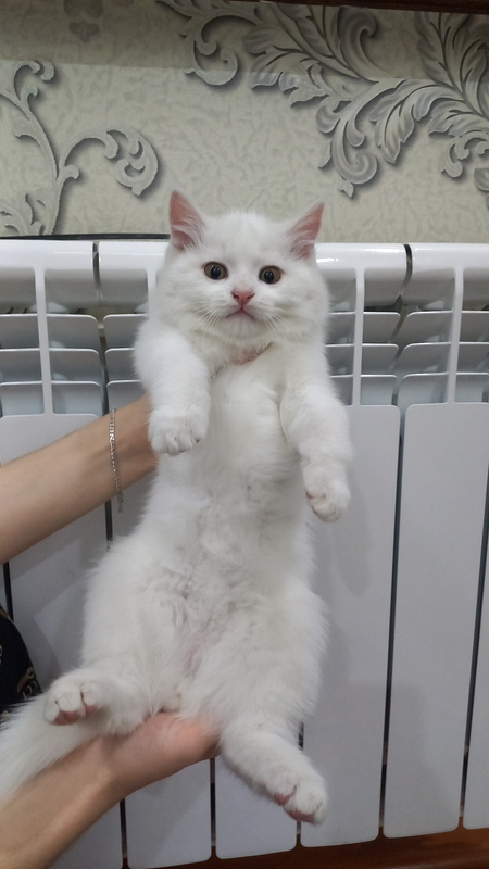 Продаются котята