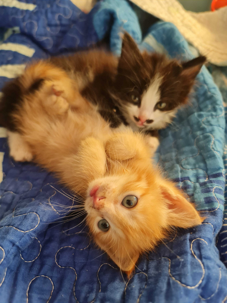 Отдам котят в добрые руки 2 месяца