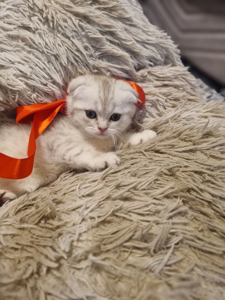 Продается котенок скоттиш фолд