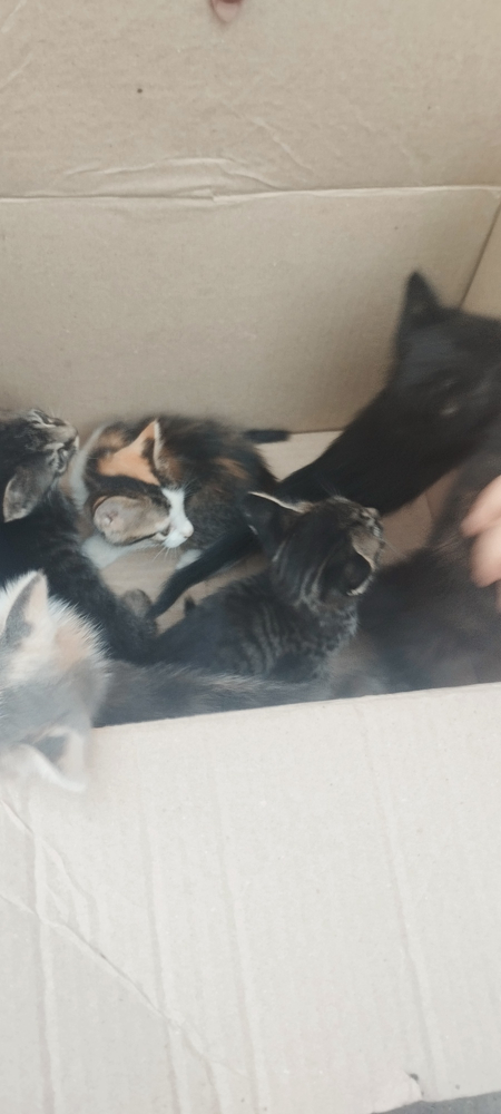 Mushukchalar 1yarim  oylik sotiladi strayt zotli aqilli toza