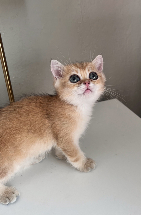 Котята Золотая шиншилла