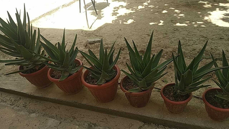 Aloe gullari sotiladi. 10000 so'mdan 100000 so'mgacha