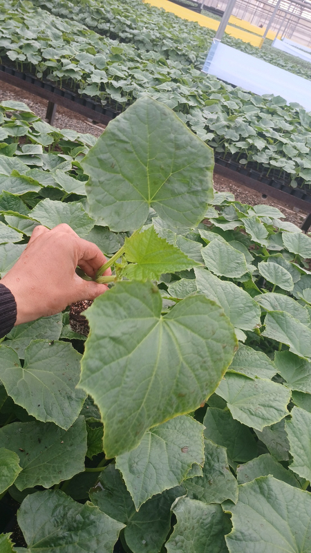 Bodiring koʻchat sotiladi