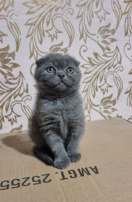 Продаётся пародистийе катята