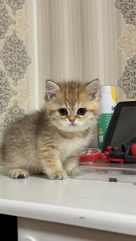 Zolotaya shinshila okros Tab
