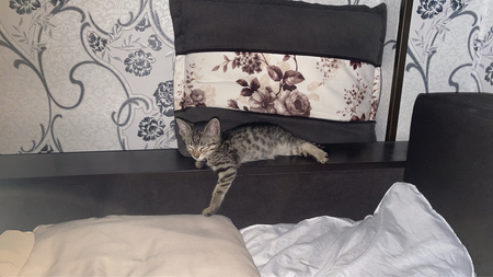 Котёнок мальчик 2 месяца