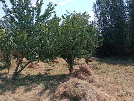 Uchastka bor 8 sotix  Yangiyolda