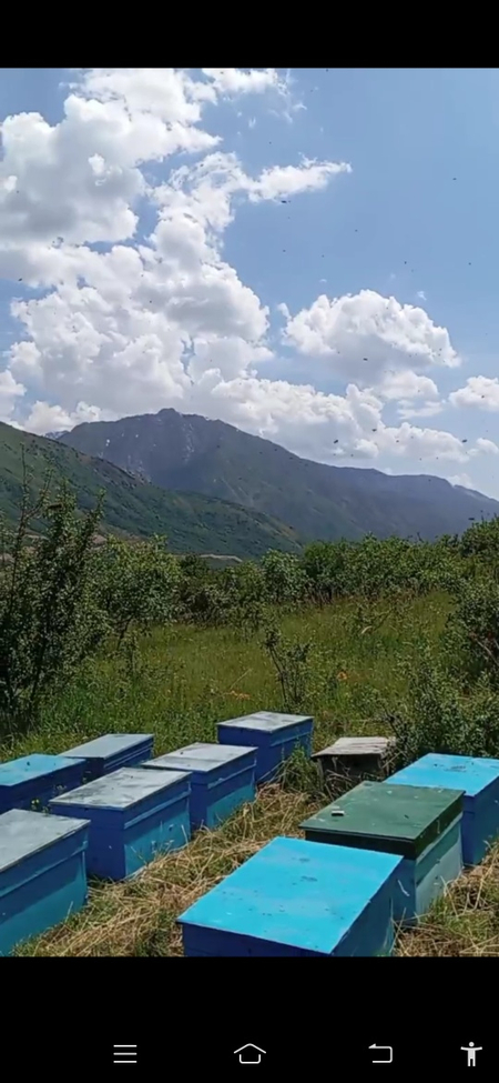 Toza Asal Pskom toglariniki. 100% jovob tognikiliga va tozaligiga