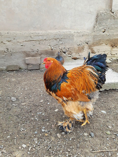 Brama Tuxm Jojalari sotiladi