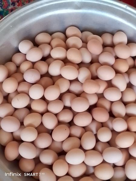 Damashni tuxum sotiladi