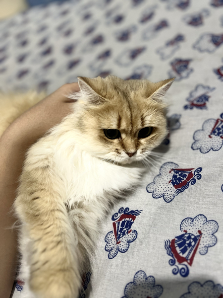 Кошка шиншилла
