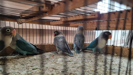 Nerazlushka Maska opaline