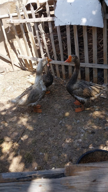 Gozlar sotiladi tuxumda