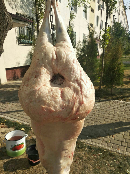 Сара қўчқорлар, гўшт хисобида тўлайсиз.