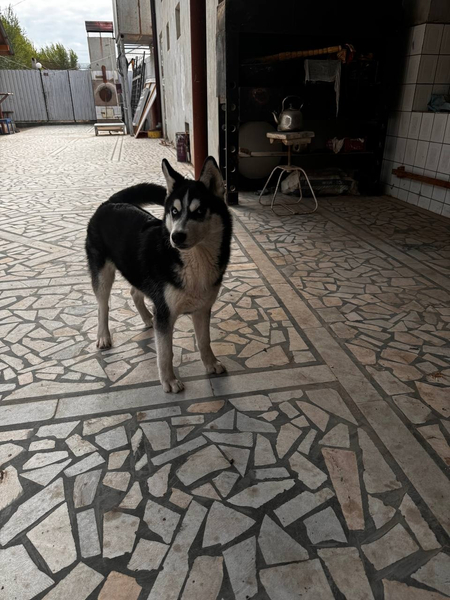 Xaski iyt satiladi