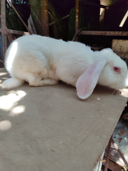 Quyon sotiladi 3 kilo