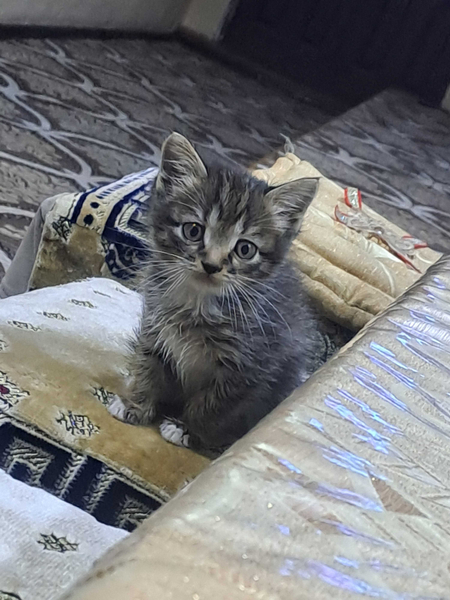 продаётся котёнок