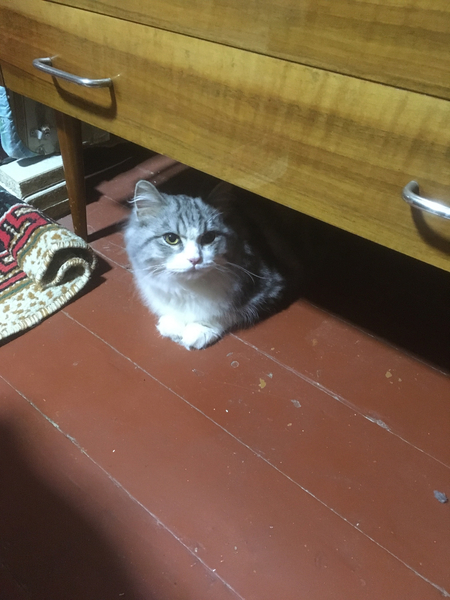 кот на вязку приглашает к себе невесту