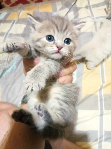 Готовятся к продаже котята